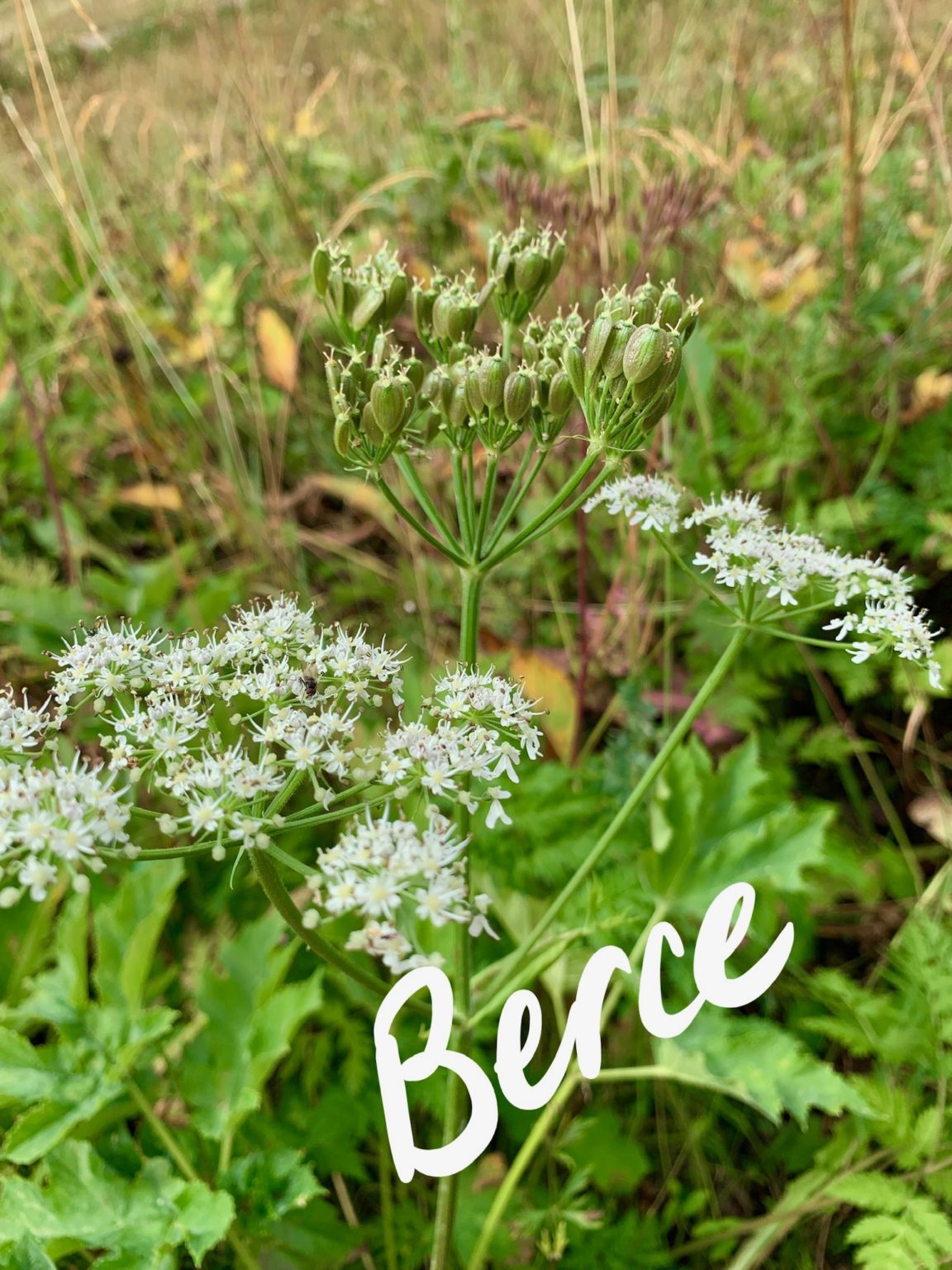 Berce – Les carnets de Gremo & Mirou